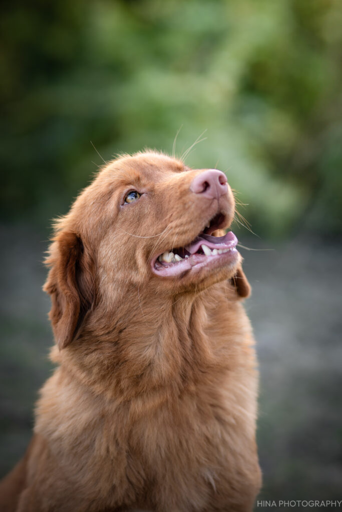 Élevage de Retrievers de la Nouvelle Ecosse - Ile De France